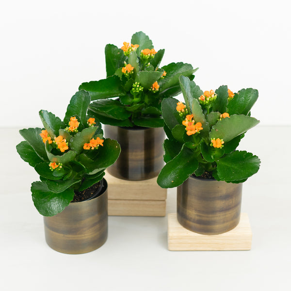 Blooming Plant Trio - The Flower Fix